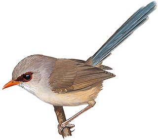 Purple-backed Fairywren - Malurus assimilis - Birds of the World