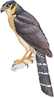 Collared Forest-Falcon - Micrastur semitorquatus - Birds of the World