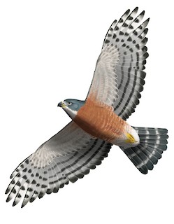 Double-toothed Kite - Harpagus bidentatus - Birds of the World