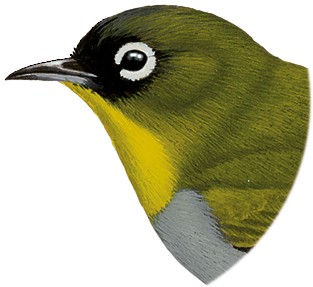 Black-capped White-eye - Zosterops atricapilla - Birds of the World