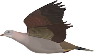 Mountain Imperial-Pigeon - Ducula badia - Birds of the World