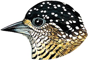 Golden-spangled Piculet - Picumnus exilis - Birds of the World