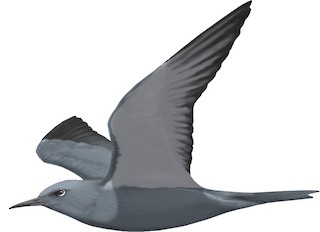 Blue-gray Noddy - Anous ceruleus - Birds of the World