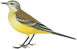 Western Yellow Wagtail - Motacilla flava - Birds of the World