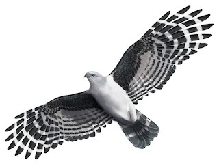 Gray-headed Kite - Leptodon cayanensis - Birds of the World