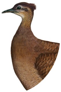 Great Tinamou - Tinamus major - Birds of the World