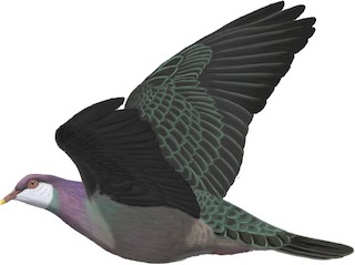 Metallic Pigeon - Columba vitiensis - Birds of the World