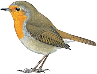 European Robin - Erithacus rubecula - Birds of the World