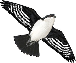 Philippine Falconet - Microhierax erythrogenys - Birds of the World