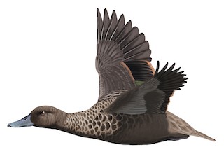 Andean Teal - Anas andium - Birds of the World