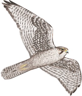 Saker Falcon - Falco cherrug - Birds of the World