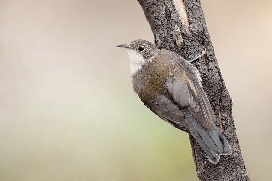 White-throated Treecreeper (White-throated) - eBird