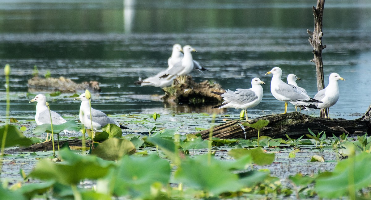 eBird Checklist - 9 Jul 2021 - Banner Marsh FWA-- East Access (Peoria ...