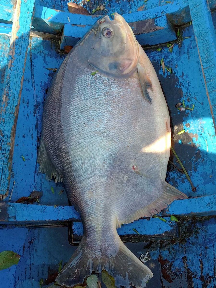 ML353643431 - Paco - Macaulay Library