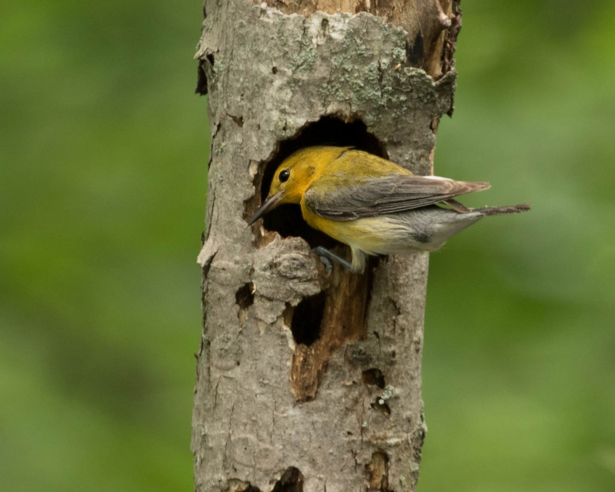 ML354101291 - Prothonotary Warbler - Macaulay Library
