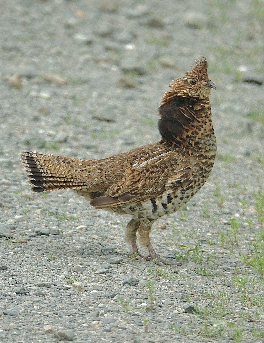 eBird Checklist - 12 Jul 2021 - Dottle brook bridge - 35 species