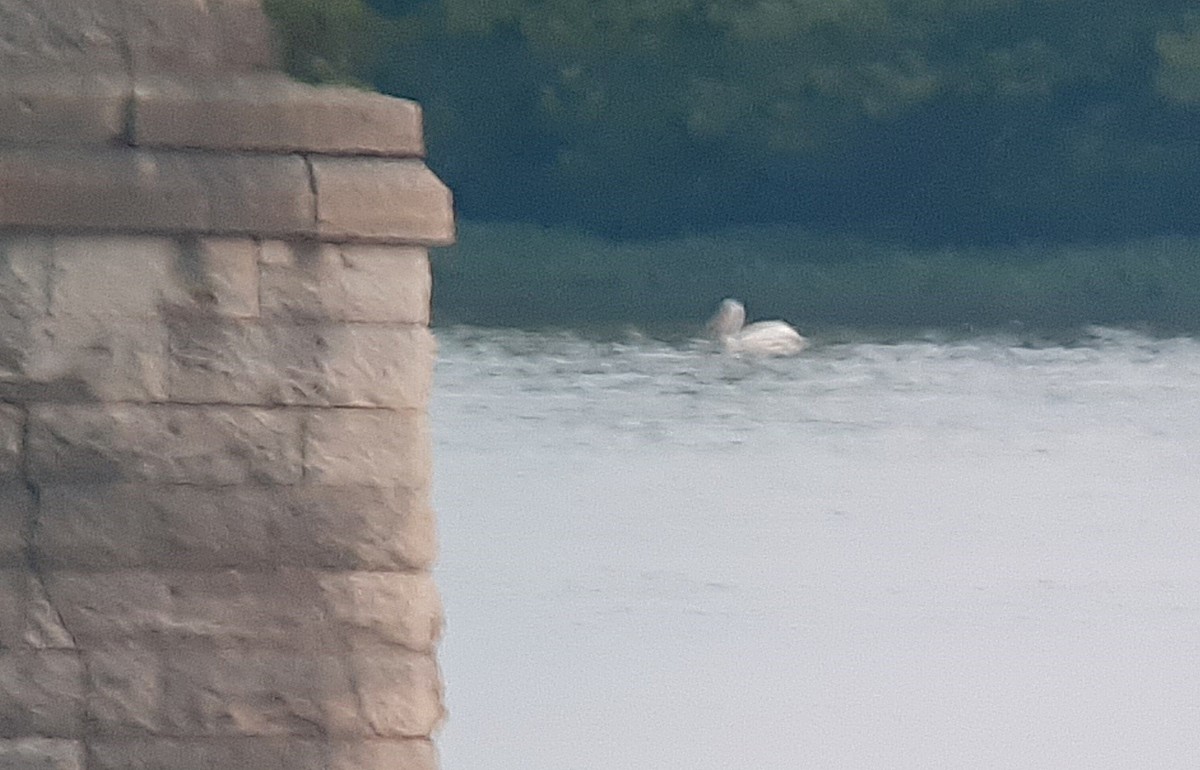 ML354492881 - American White Pelican - Macaulay Library