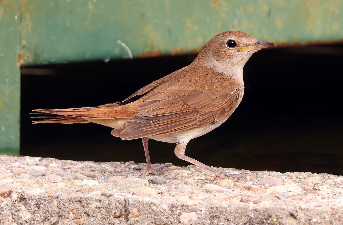 ML354554601 - Common Nightingale - Macaulay Library