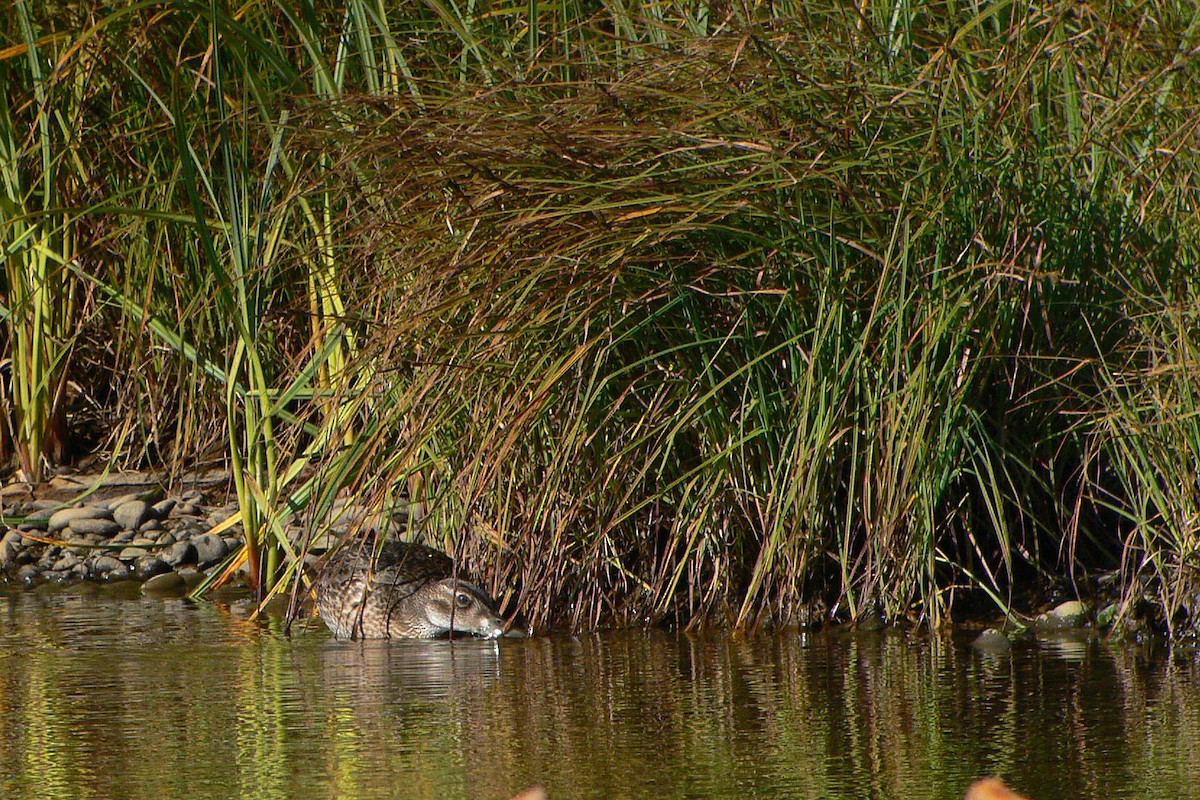 eBird Checklist - 17 Sep 2006 - Attu Island--Massacre Bay - 32 species