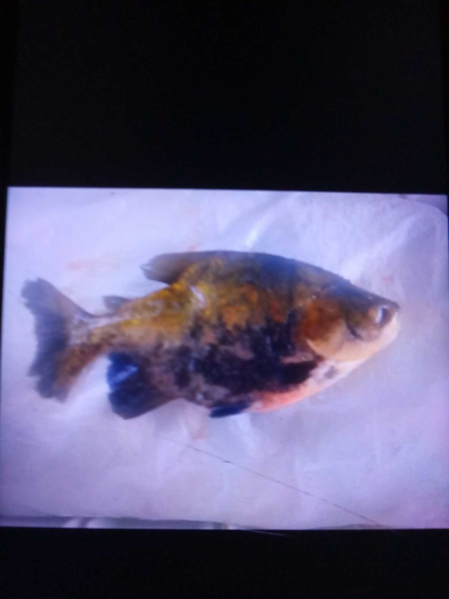 ML354758801 - Fish sp. - Macaulay Library