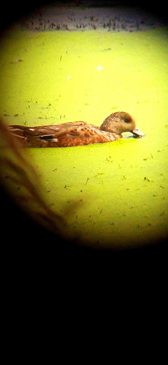 eBird Checklist - 16 Jul 2021 - Hampton--Rotary Nature Park - 28 species