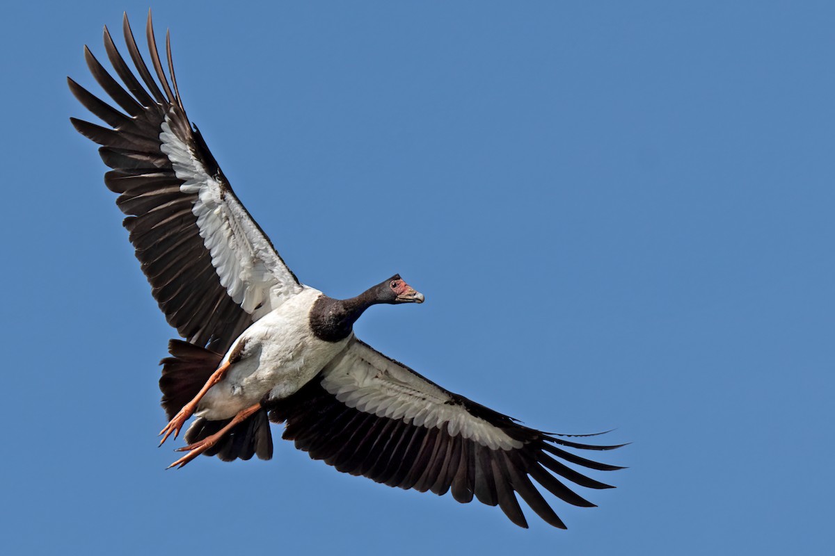 ML355159811 - Magpie Goose - Macaulay Library