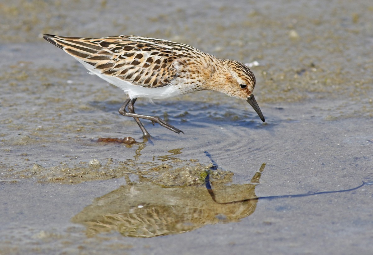 ML355317901 - Little Stint - Macaulay Library