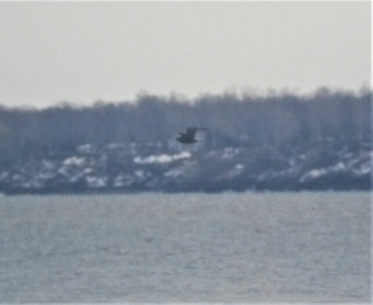 eBird Checklist - 7 Dec 1997 - Presque Isle SP--Gull Pt. - 1 species