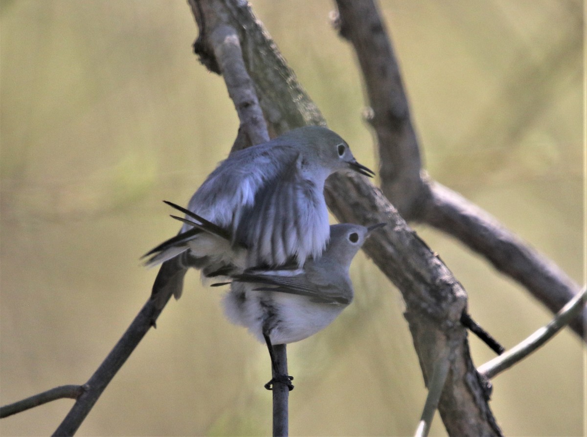 ML355791781 - Blue-gray Gnatcatcher - Macaulay Library