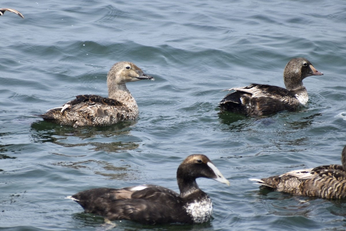 ML355933861 - King Eider - Macaulay Library