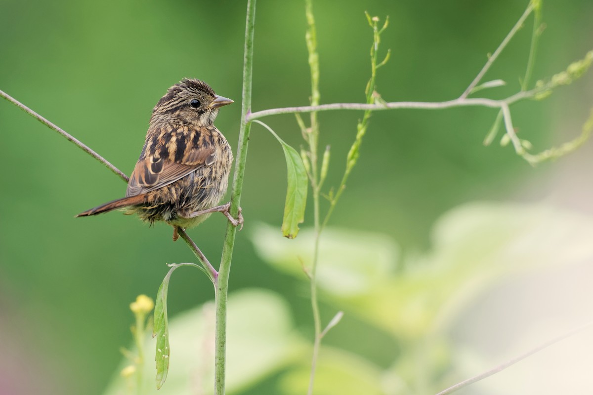 Sparrow New Study Heightens Concern For Oregon Vesper Sparrow