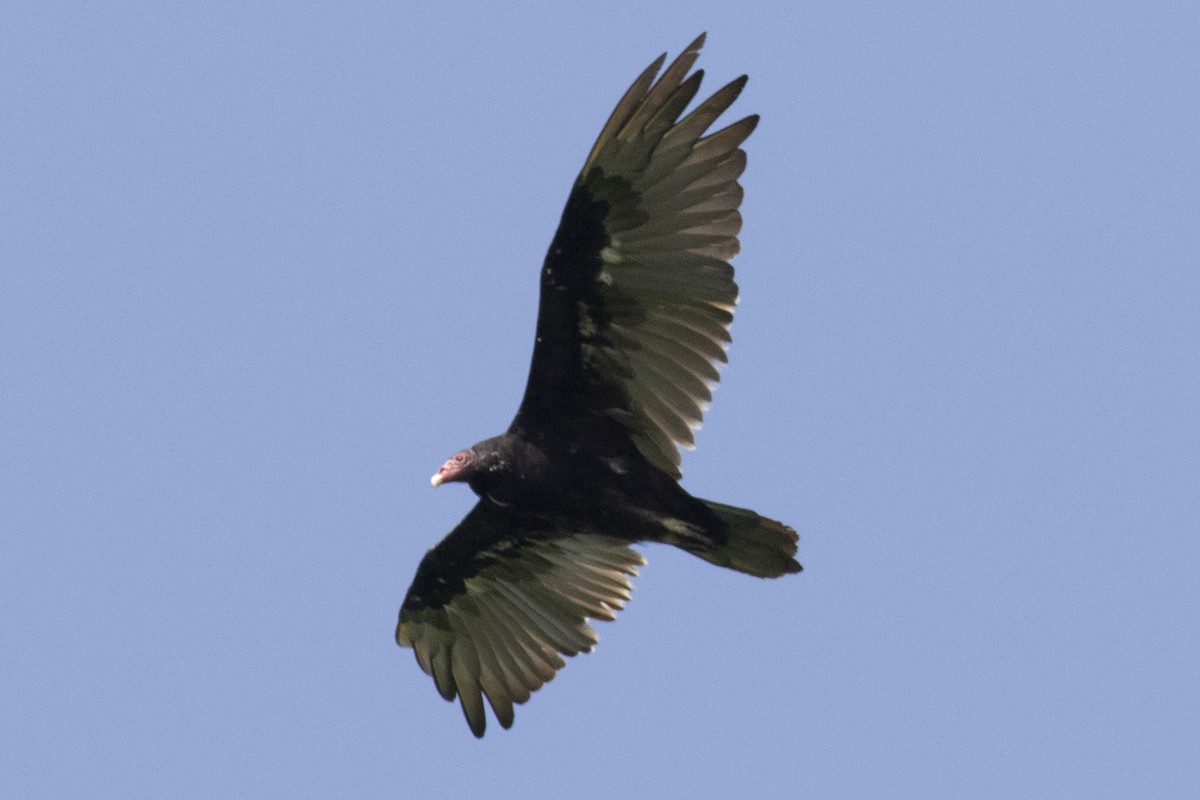 eBird Checklist - 23 Jul 2021 - Ashland Nature Center and Hawk Watch ...