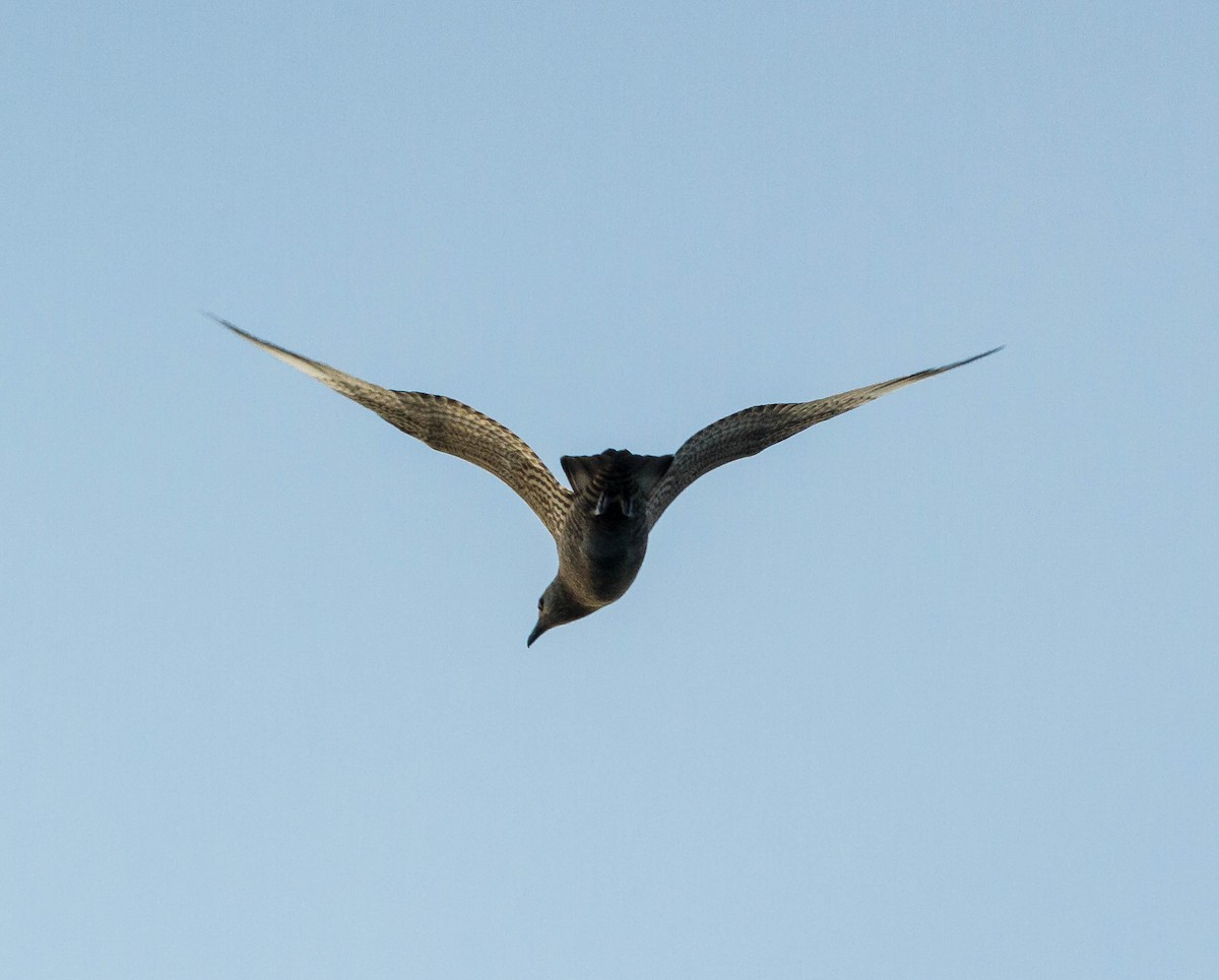 eBird Checklist - 17 Sep 2016 - South Padre Is.--offshore Cameron Co ...