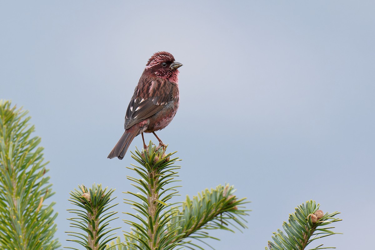 ML357894571 - Spot-winged Rosefinch - Macaulay Library