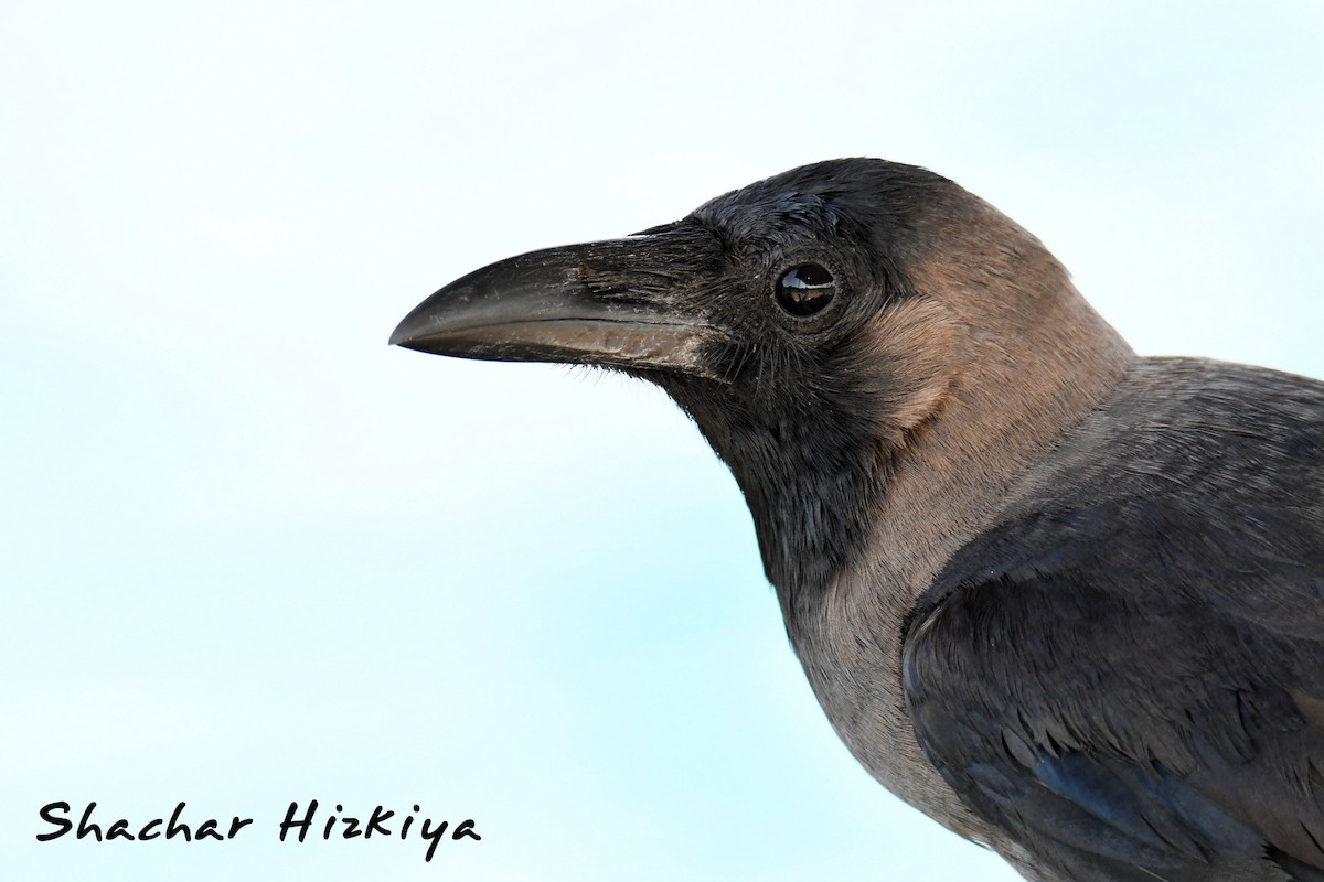 ML357947081 - House Crow - Macaulay Library