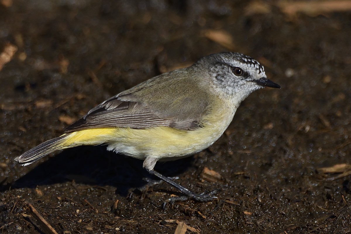 eBird Checklist - 30 Jul 2021 - Llewella Davies Memorial Walkway ...