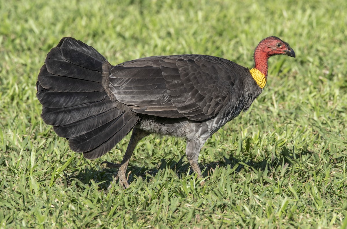 eBird Checklist - 31 Jul 2021 - Oxley Creek Common - 35 species
