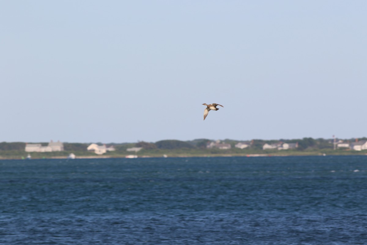 eBird Checklist - 31 Jul 2021 - Tuckernuck Island (restricted access ...