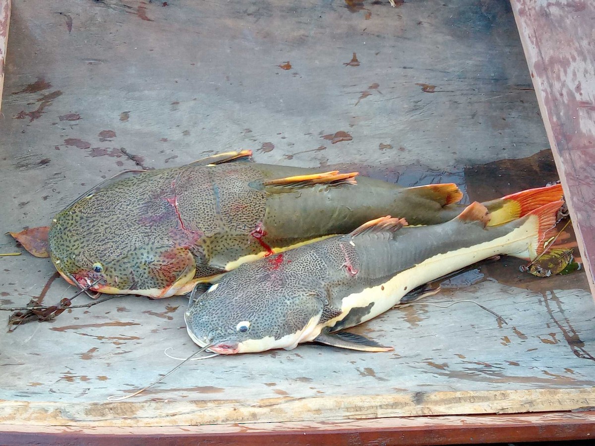 ML358727061 - Fish sp. - Macaulay Library
