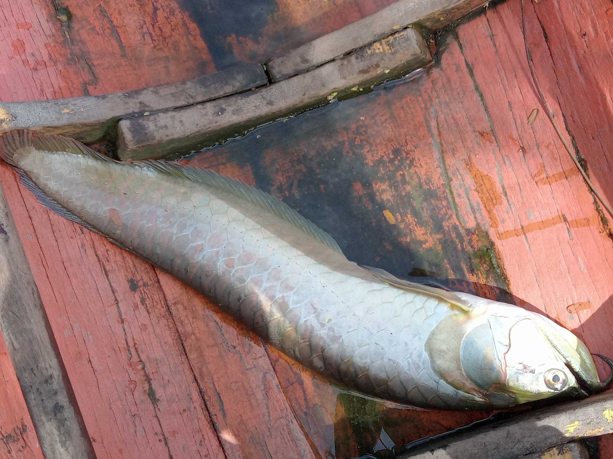 ML358727981 - Fish sp. - Macaulay Library