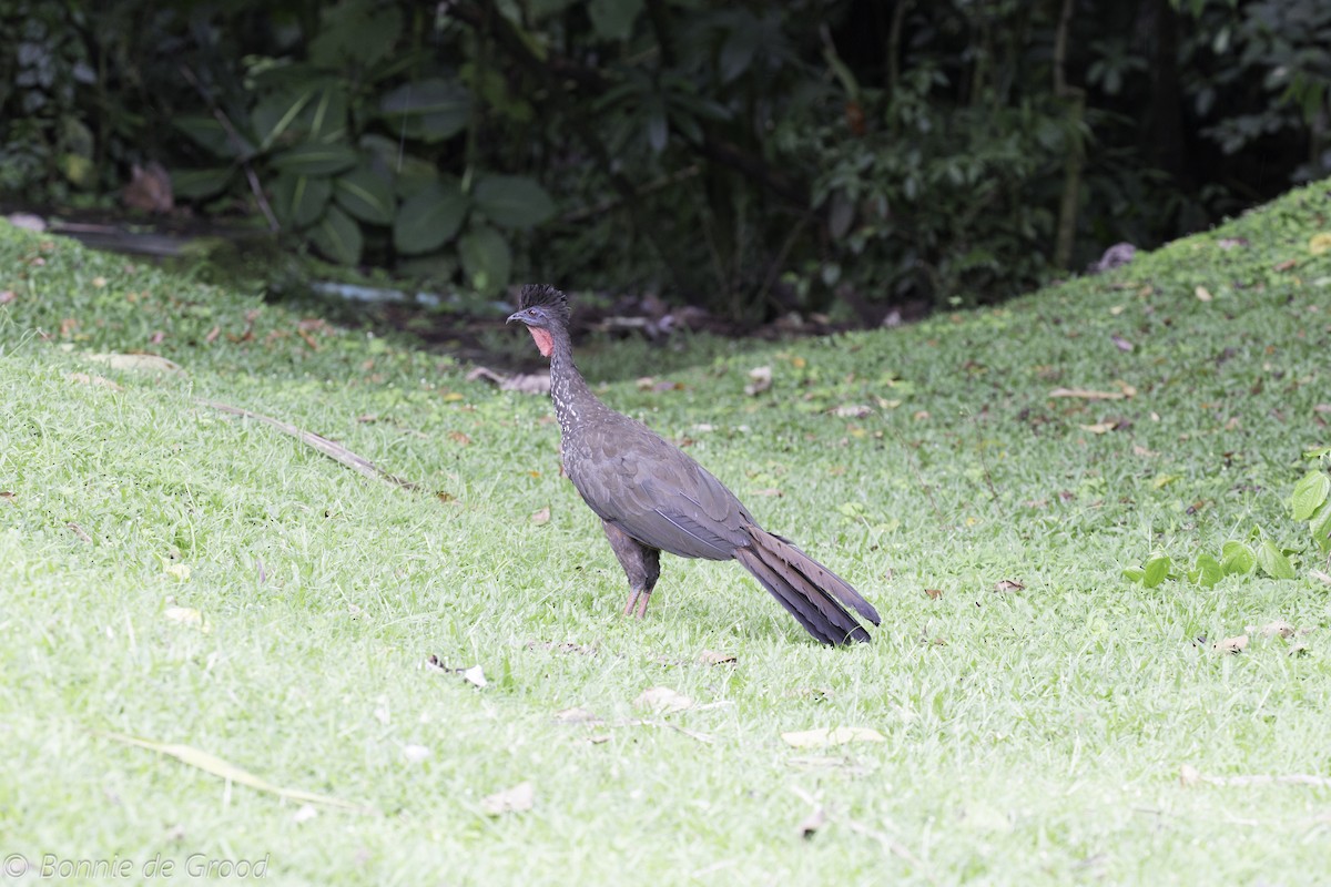 eBird Checklist - 15 Jul 2021 - Arenal Observatory Lodge - 60 species ...