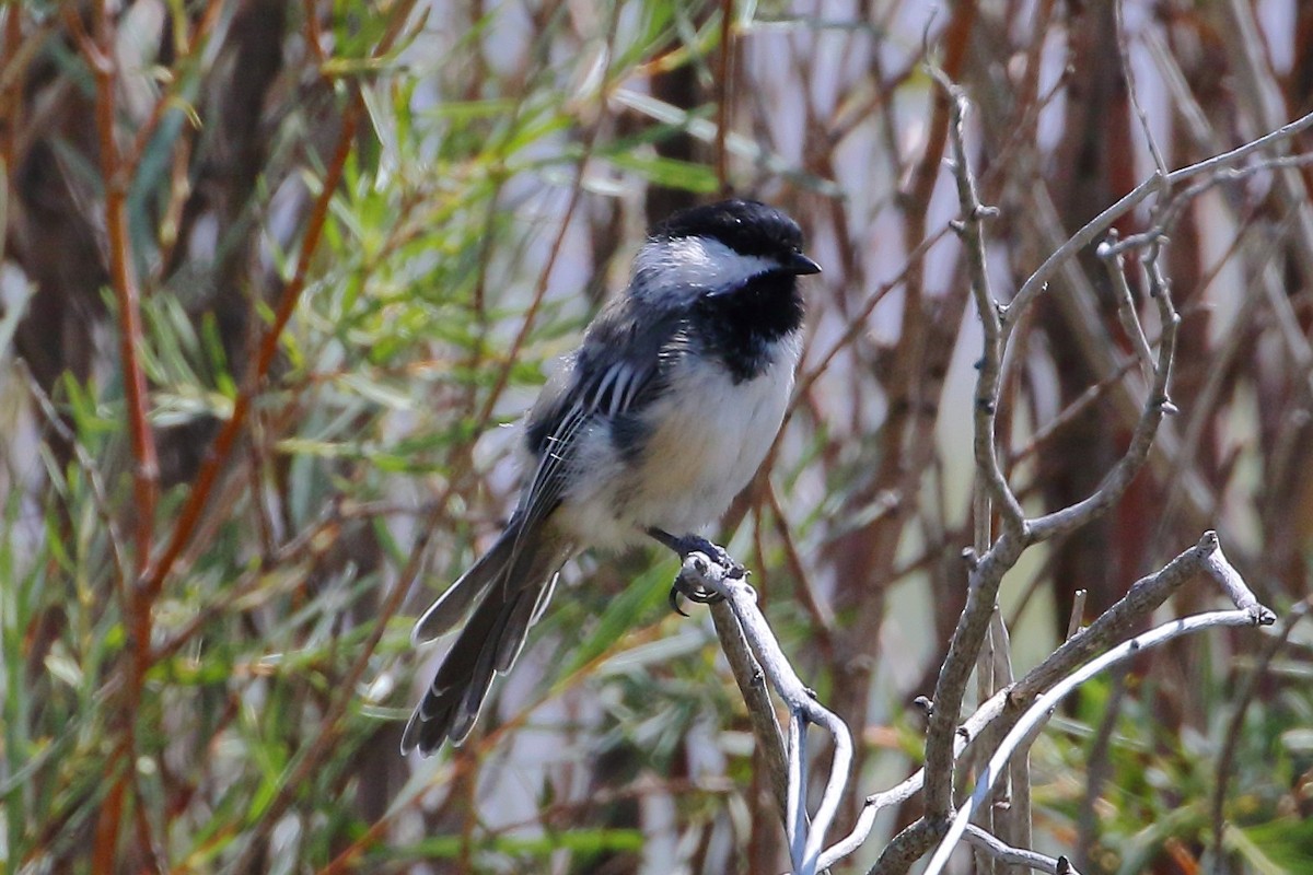 eBird Checklist - 7 Aug 2021 - Deeth O'Neil, Nevada, US (41.069, -115.266) - 1 species