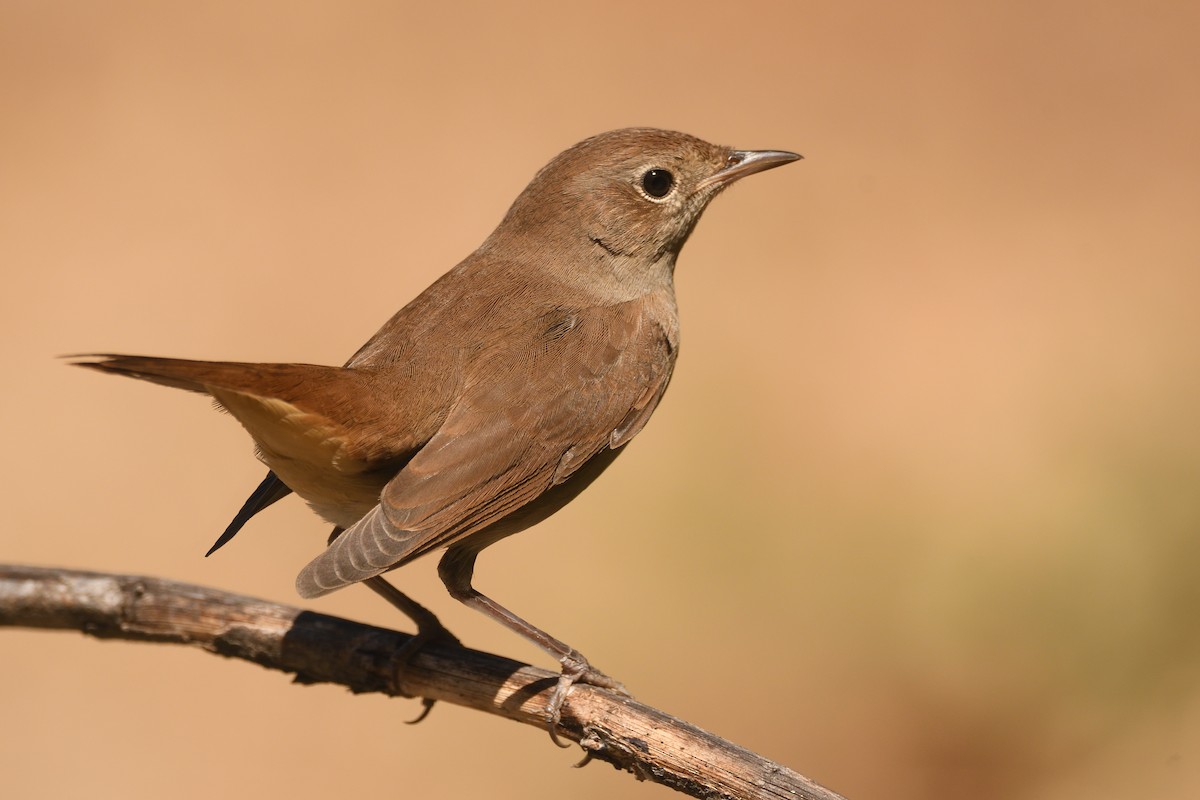 ML359832531 - Common Nightingale - Macaulay Library
