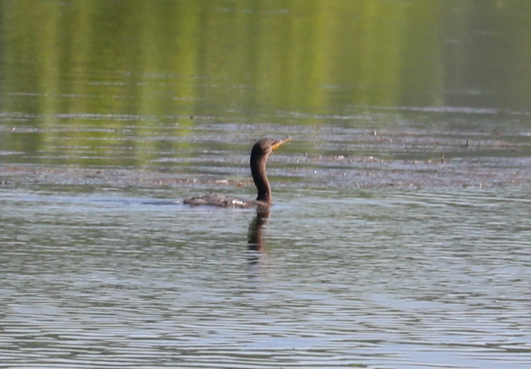 eBird Checklist - 6 Aug 2021 - Upper Lisle County Park - 66 species (+1 ...