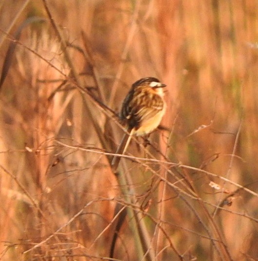 eBird Checklist - 8 Aug 2021 - Pastizal- Leandro Oviedo, Itapúa, PY ...