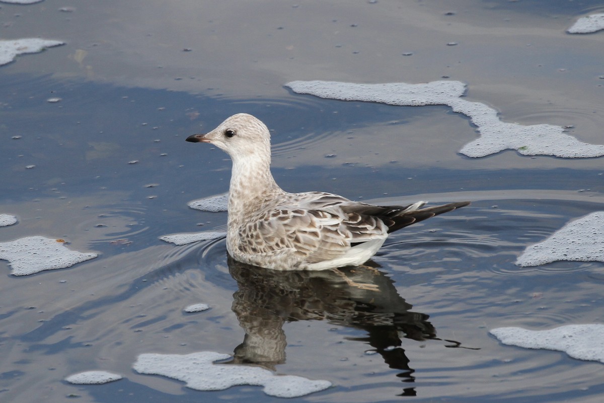 ML360193401 - Common Gull - Macaulay Library