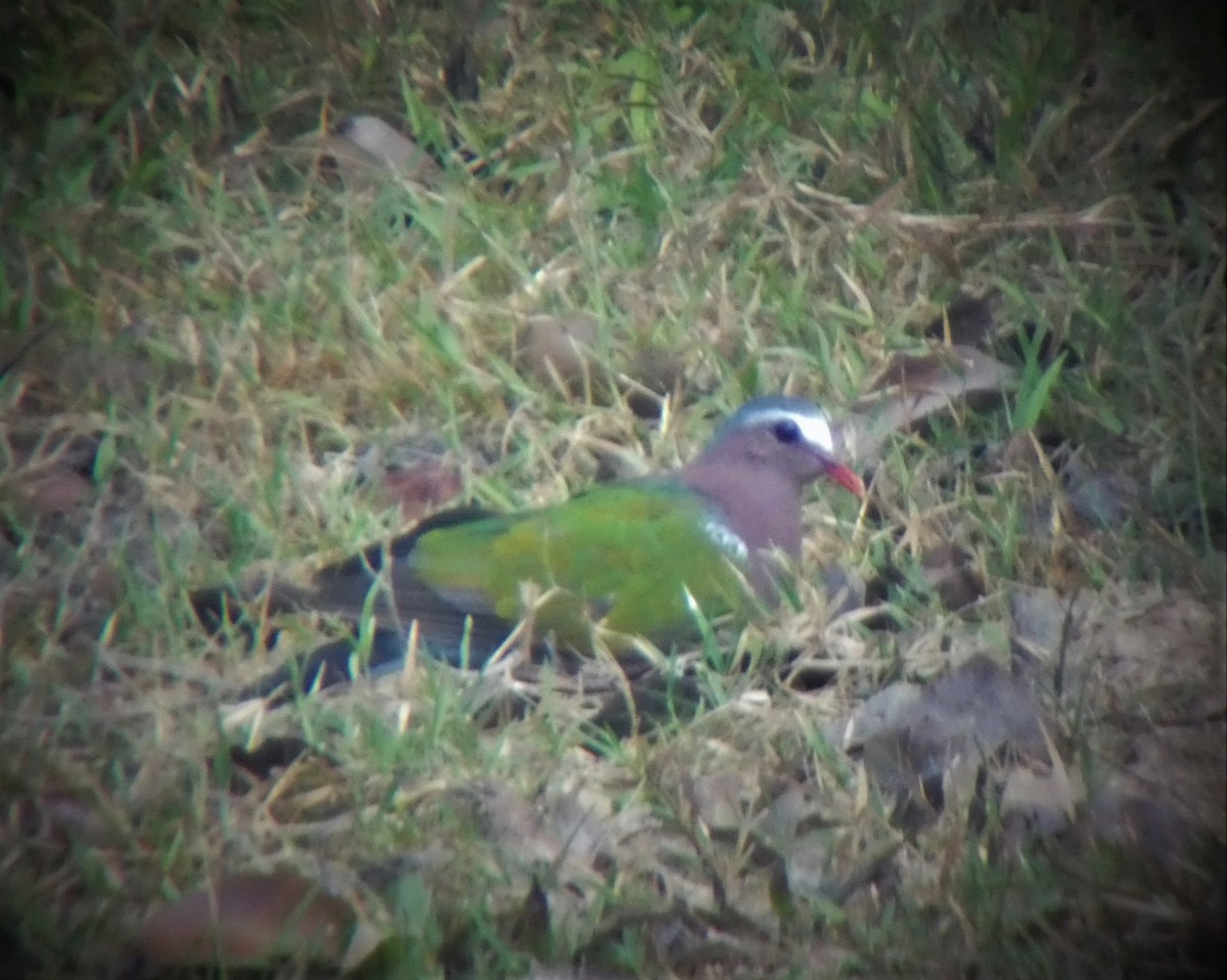 eBird Checklist - 27 Feb 2018 - Kaeng Krachan NP* (general area) - 87 ...