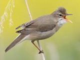 Kent, England, United Kingdom - eBird