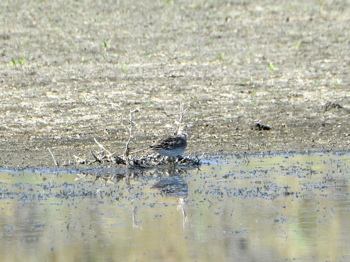 eBird Checklist - 11 Aug 2021 - Potholes Reservoir--Lind Coulee - 17 ...