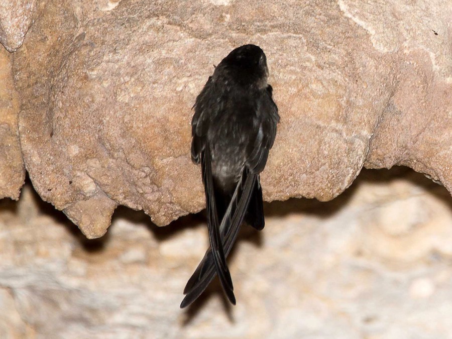 Atiu swiftlet - eBird
